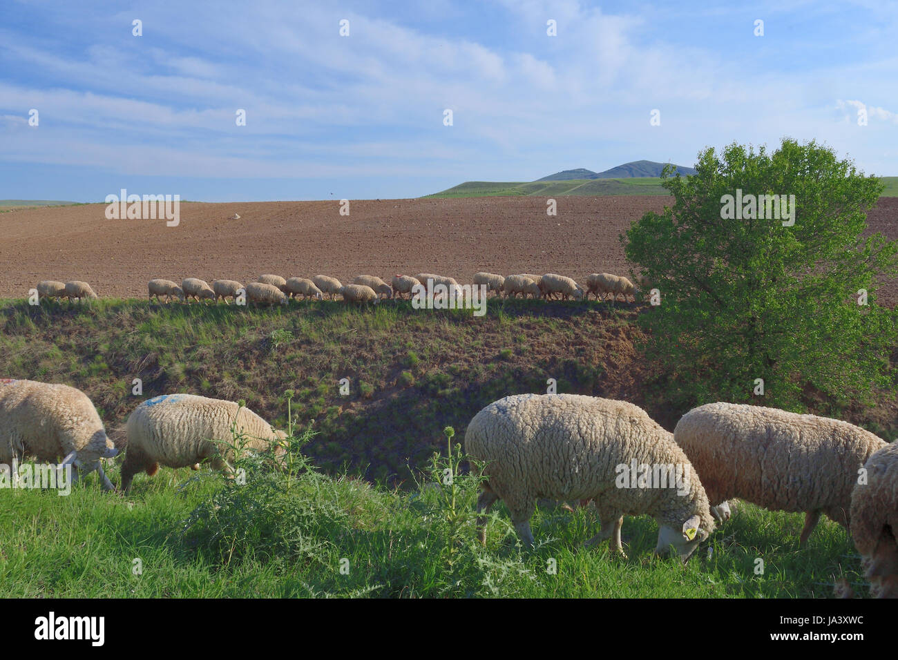 Sheep huddle hi-res stock photography and images - Alamy