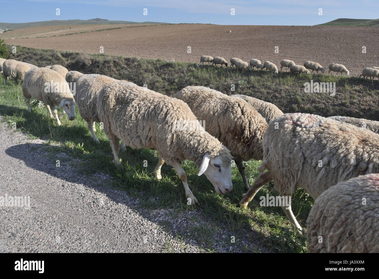 Sheep huddle hi-res stock photography and images - Alamy