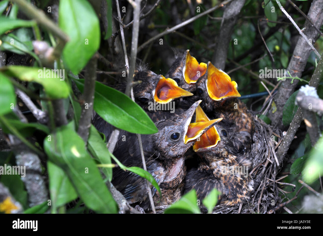 bird, birds, nest, blackbird, fodder, bird, hunger, birds, spring, beak ...