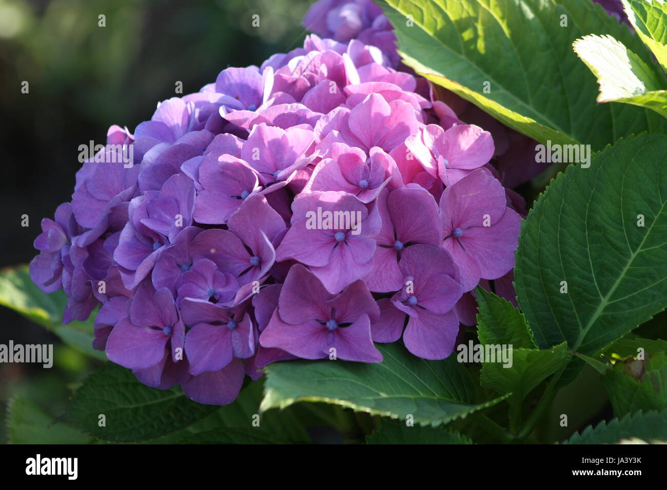 garden, purple, shrub, violet, hydrangea, bush, gardens, garden, leaves ...