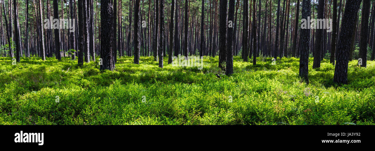 tree, trees, green, bushes, woods, sight, view, outlook, perspective ...