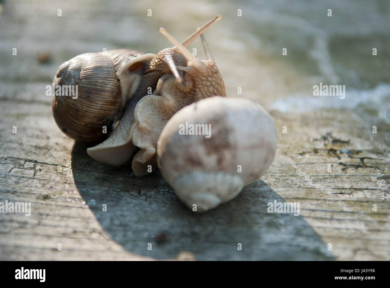 escargots, propagation, antenna, slime, mating, mate, nature, escargots ...