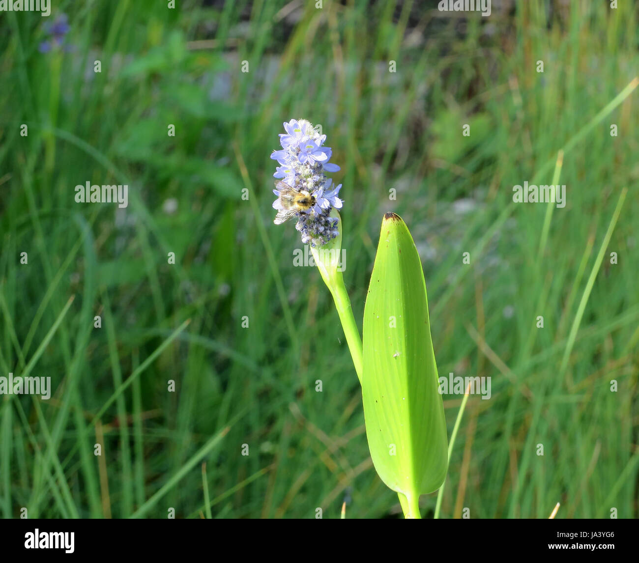 blue, flower, plant, bloom, blossom, flourish, flourishing, aquatic ...