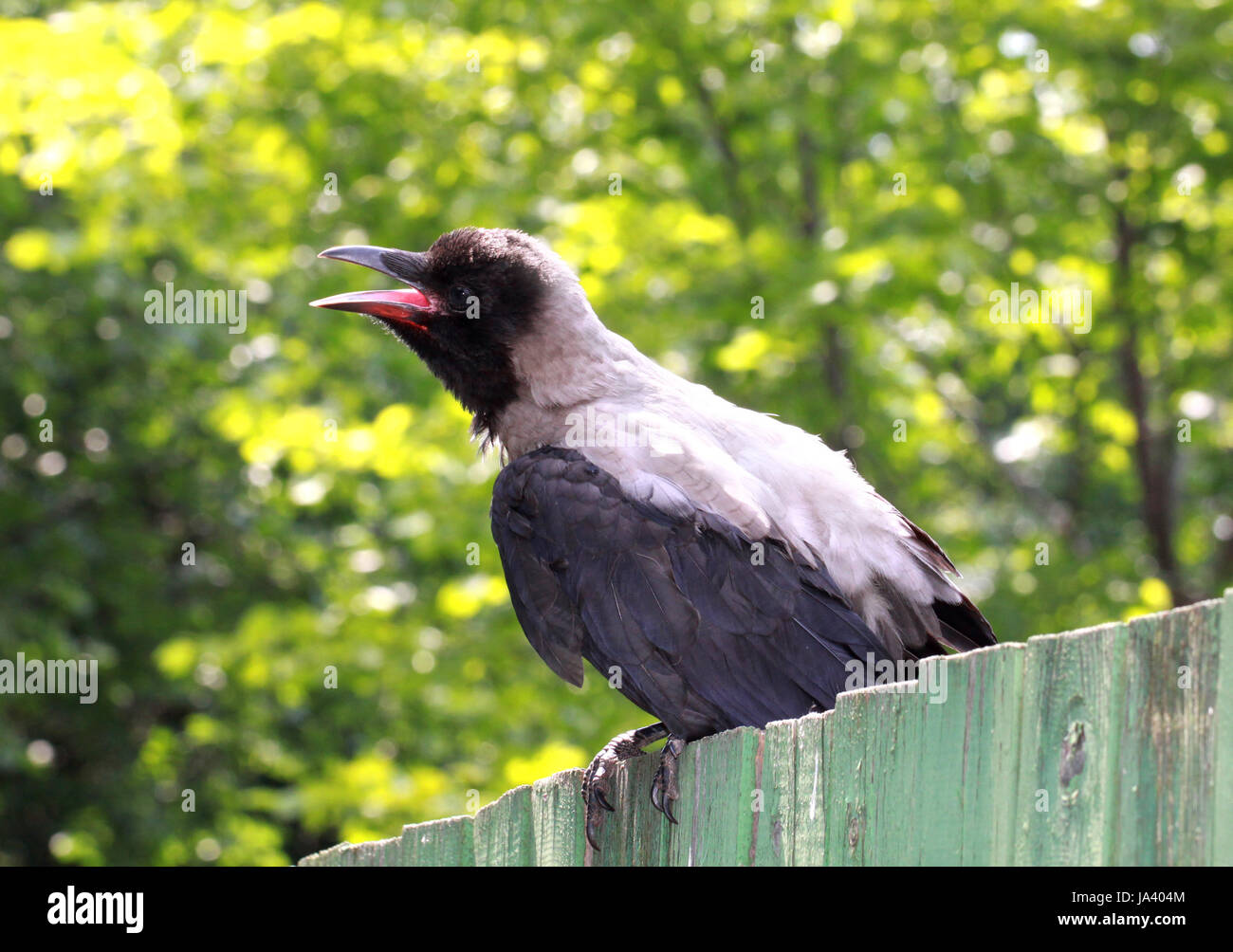 isolated, flight, animal, bird, wild, wing, wildlife, crow, cut ...