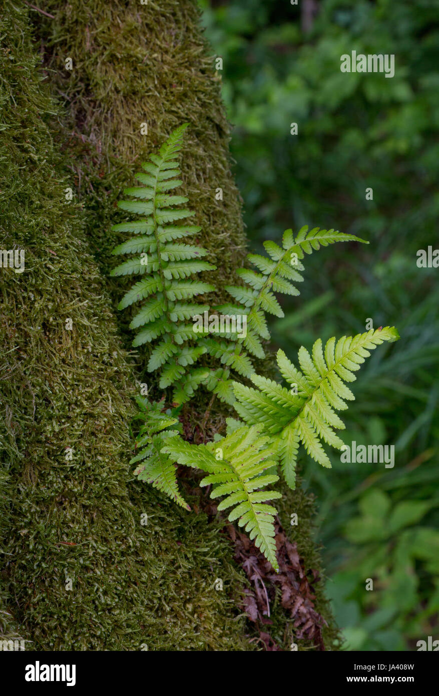 leaf, tree, botany, mossy, bunch, backdrop, background, plant, closeup ...