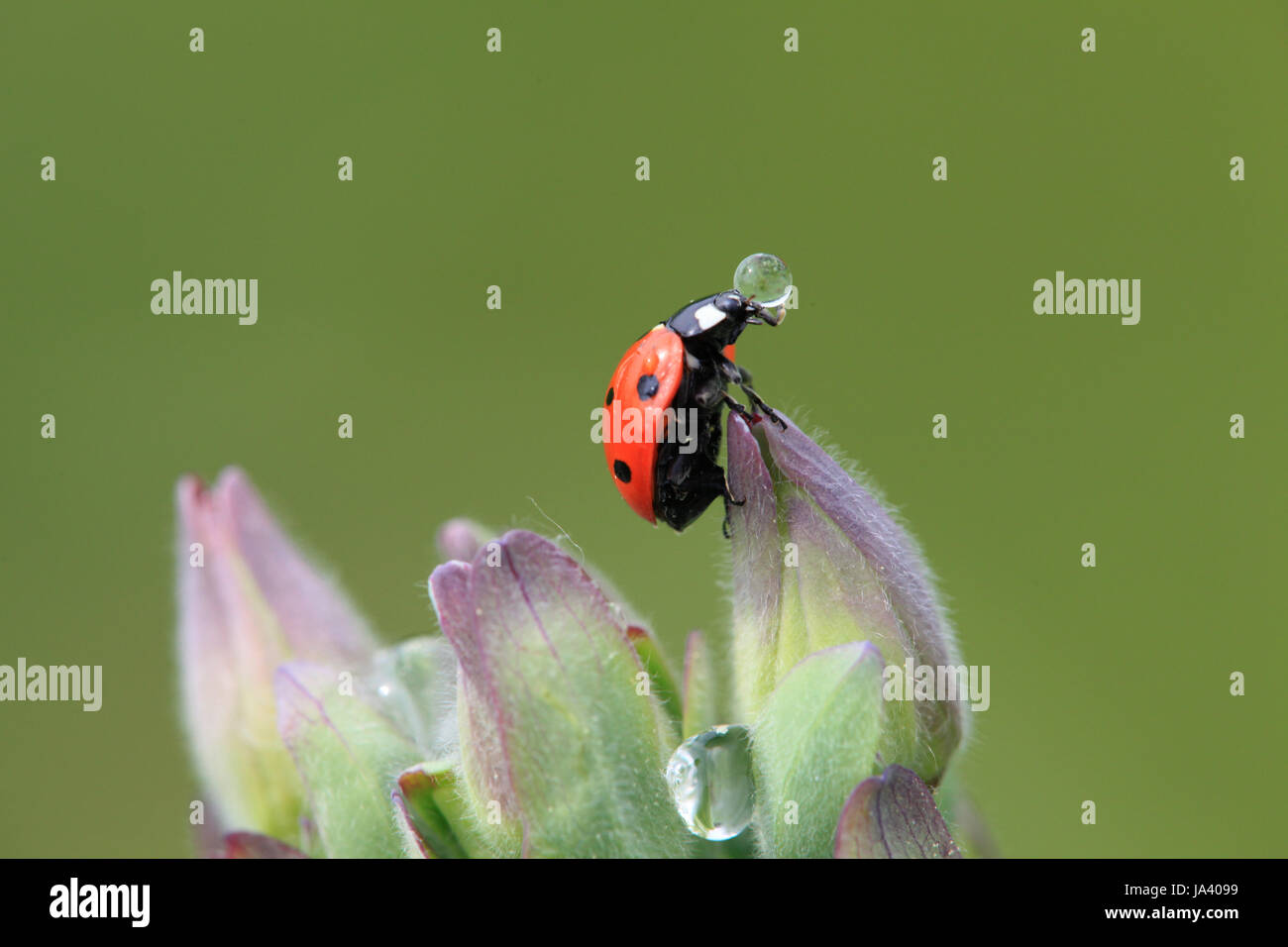drink, drinking, bibs, beetle, drop, drip, drops, seeping, sopping ...