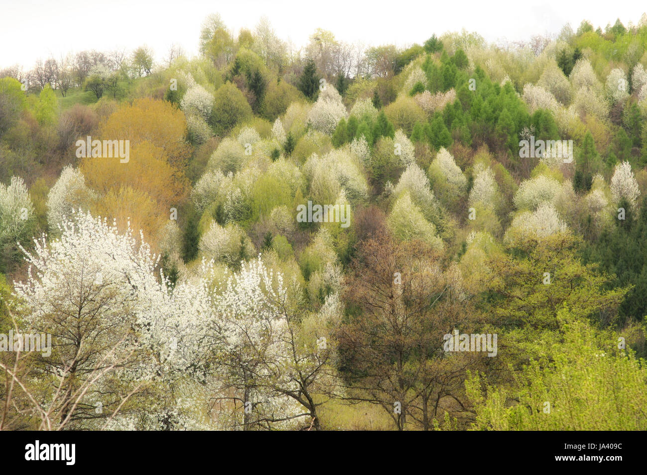 spring, bouncing, bounces, hop, skipping, frisks, jumping, jump ...