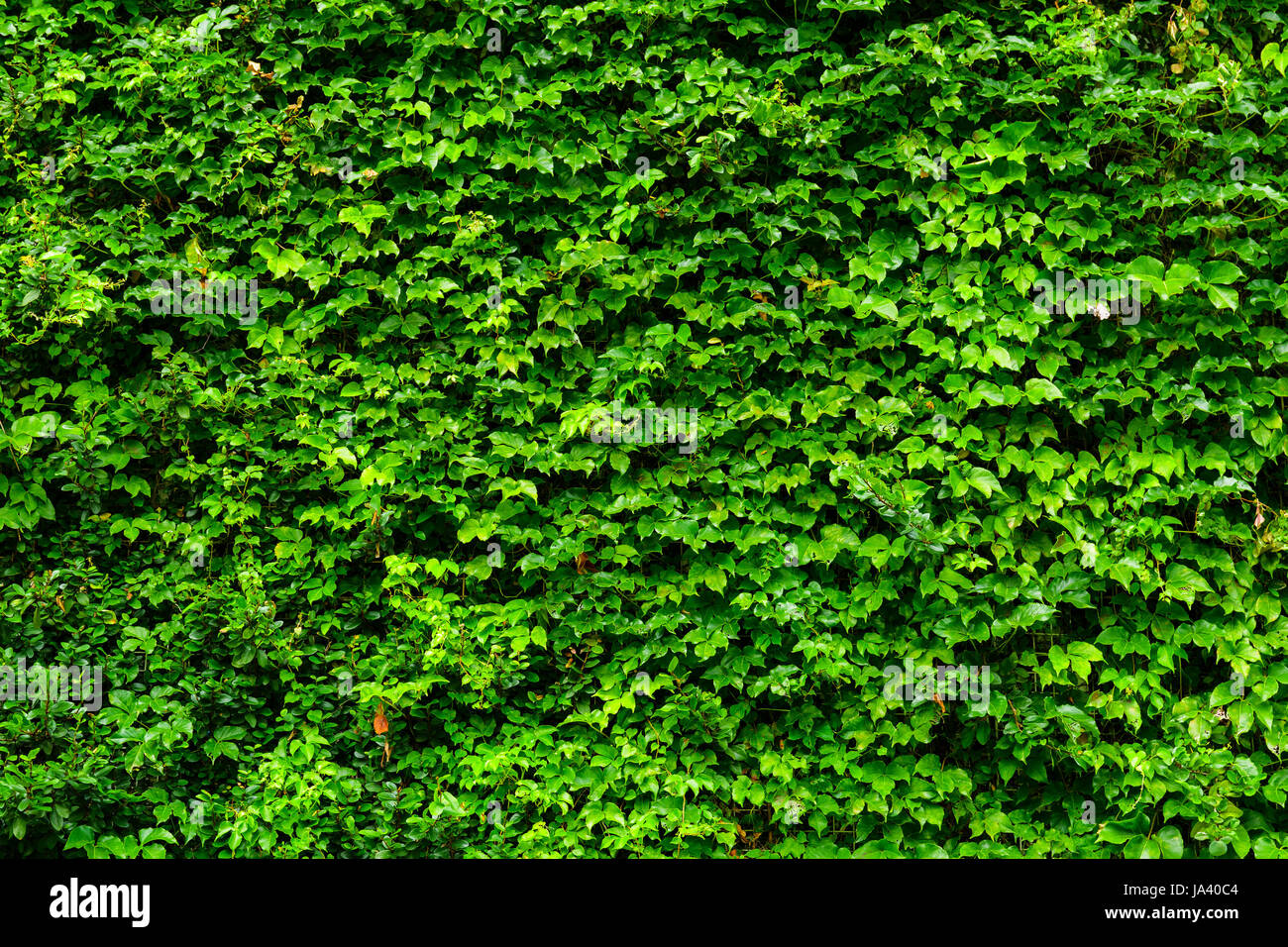 leaf, wall, vine, grape vine, grape-vine, lawn, green, backdrop ...