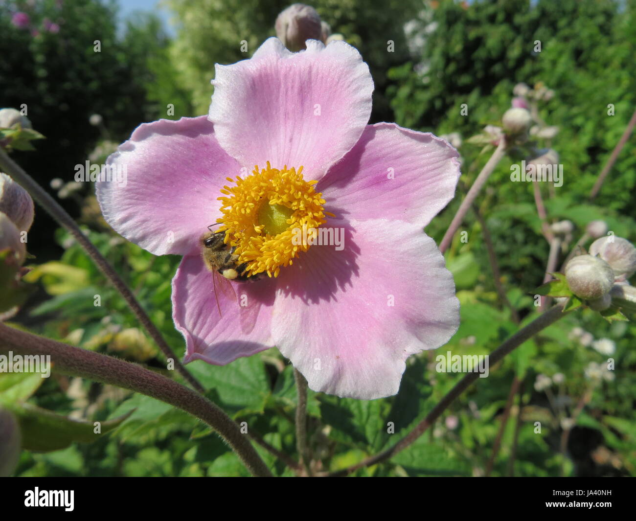 Pink fall anemone flower hi-res stock photography and images - Alamy