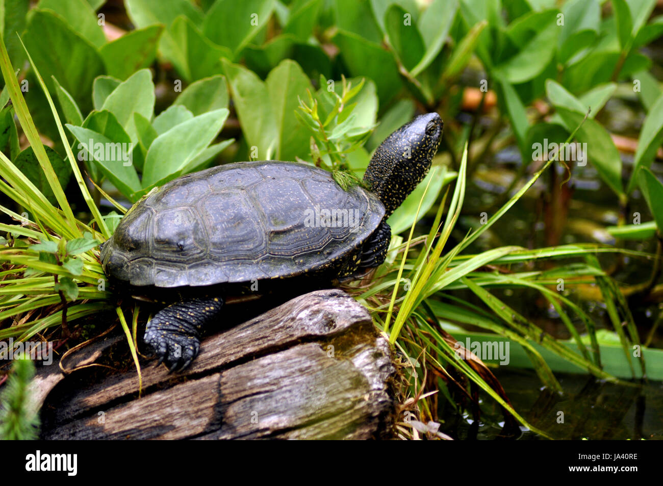 plant, armour, warm, turtle, sunbathing, water, nature, upwards, waters ...