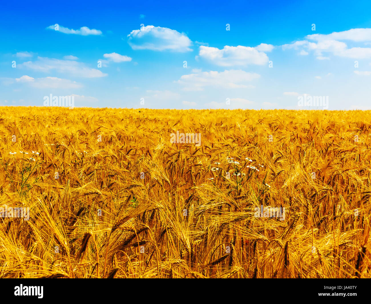 golden barley before harvest Stock Photo - Alamy