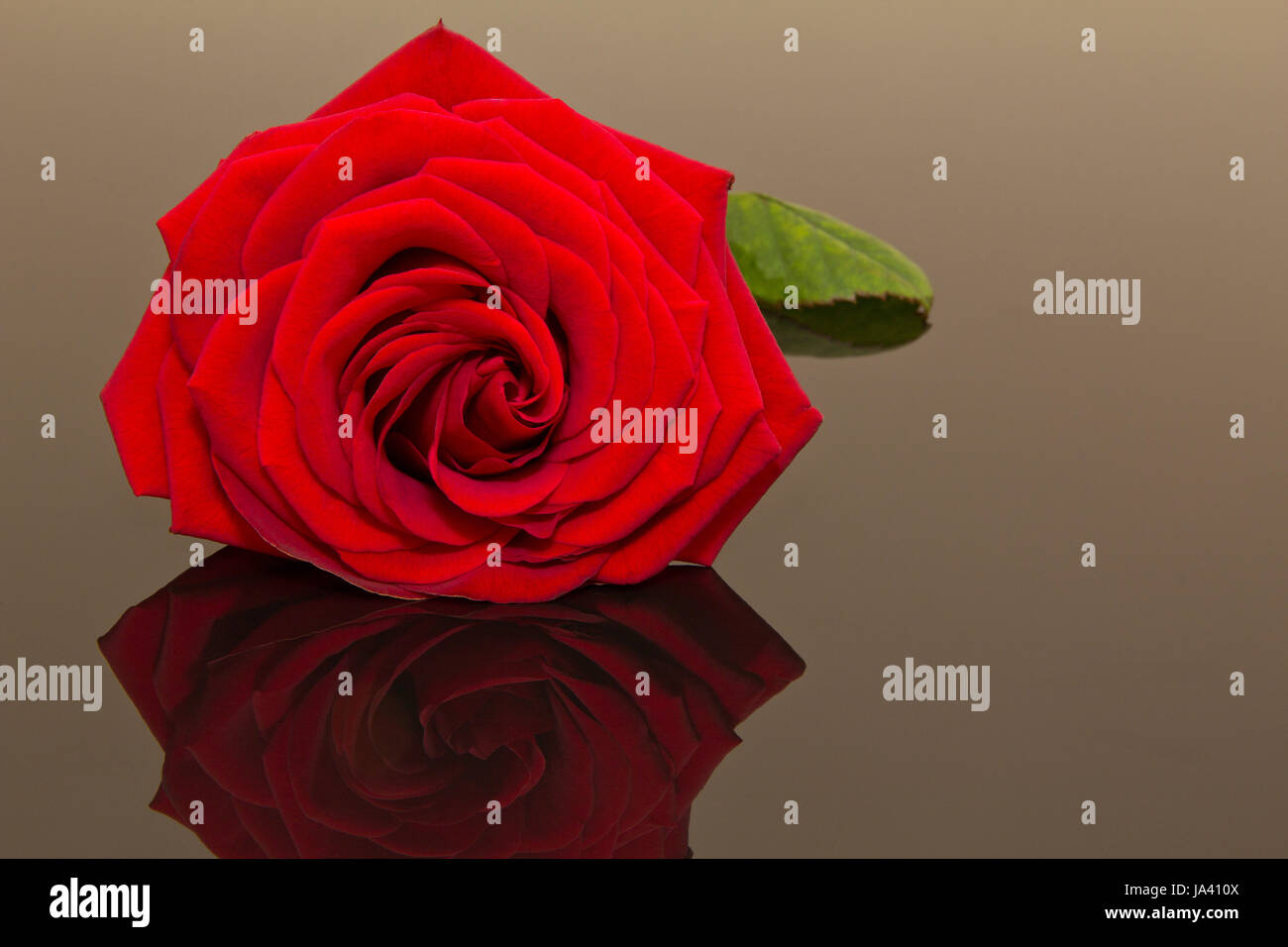 isolated beautiful single red rose on dark background Stock Photo - Alamy