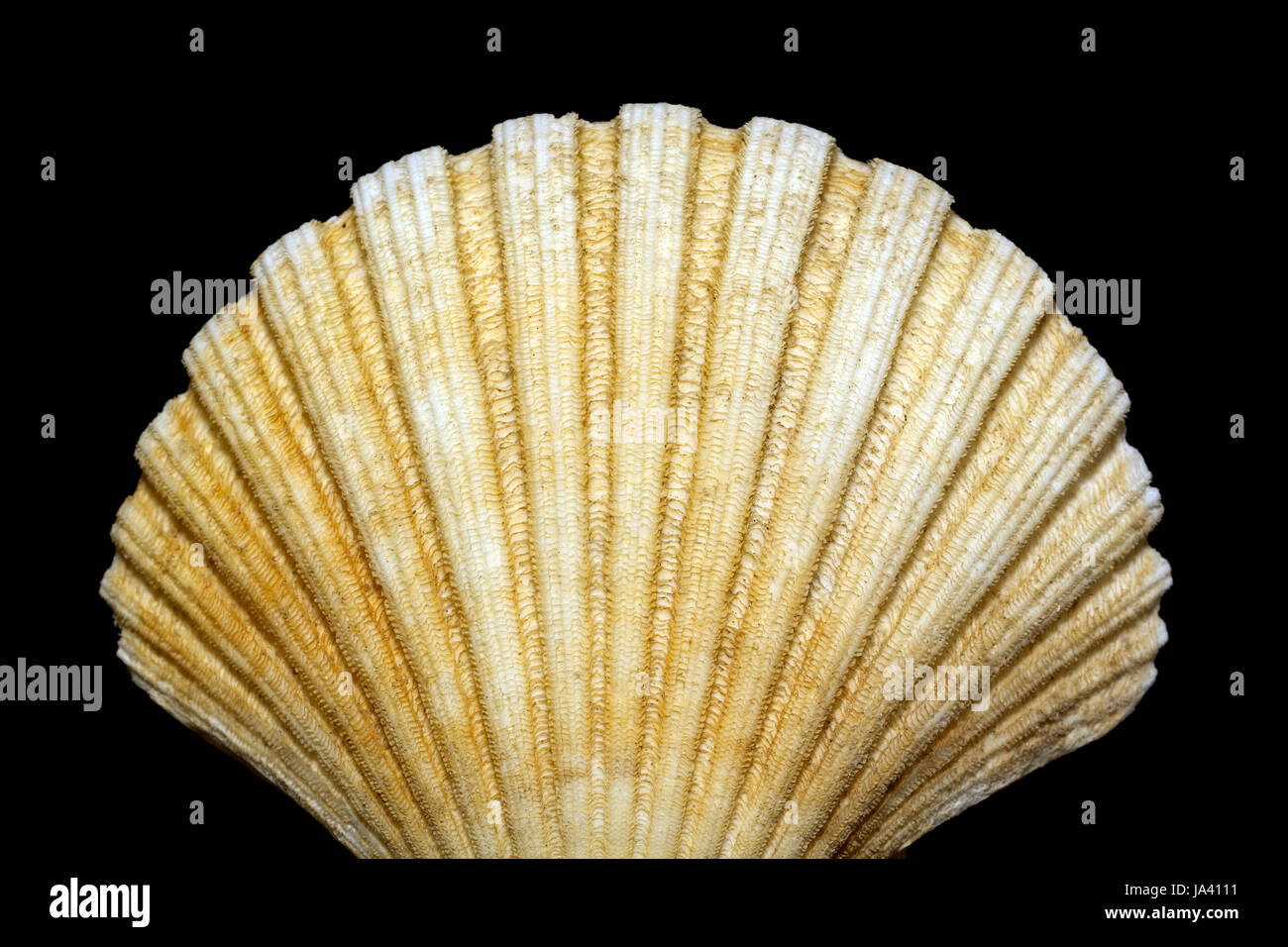 bivalve shell isolated on black background Stock Photo - Alamy