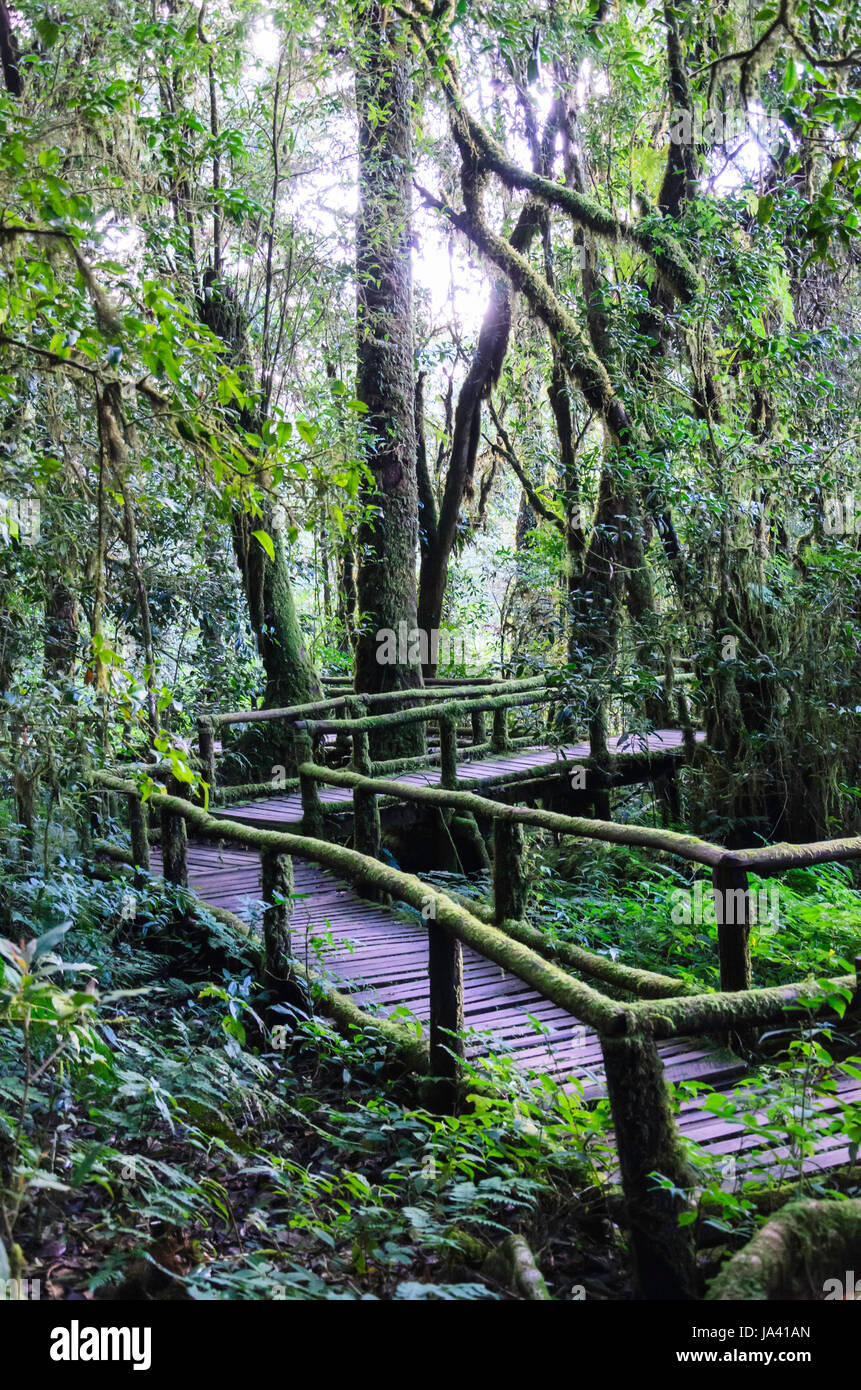 walk, go, going, walking, tree, park, tropical, track, footmark ...