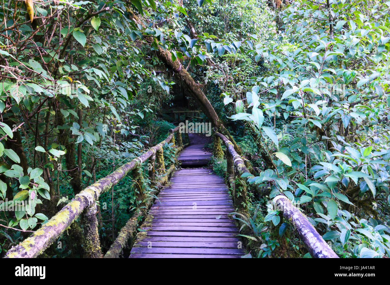 walk, go, going, walking, tree, park, tropical, track, footmark ...
