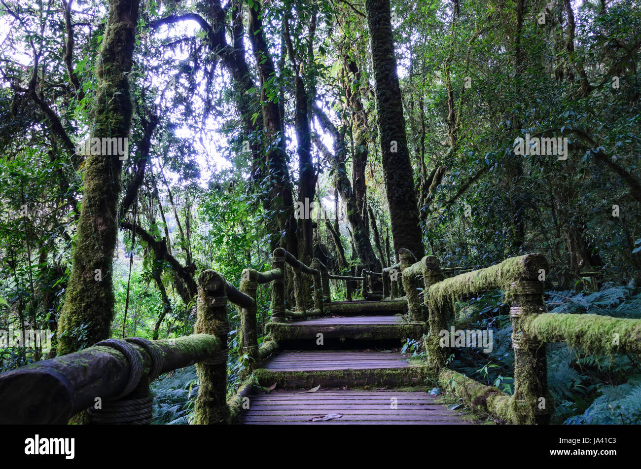 walk, go, going, walking, tree, park, tropical, track, footmark ...