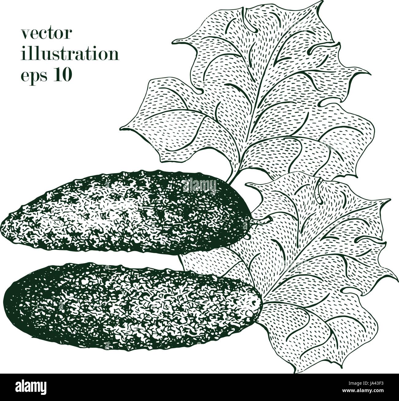Cucumber hand drawn vector illustration set. Vintage Vegetable engraved ...