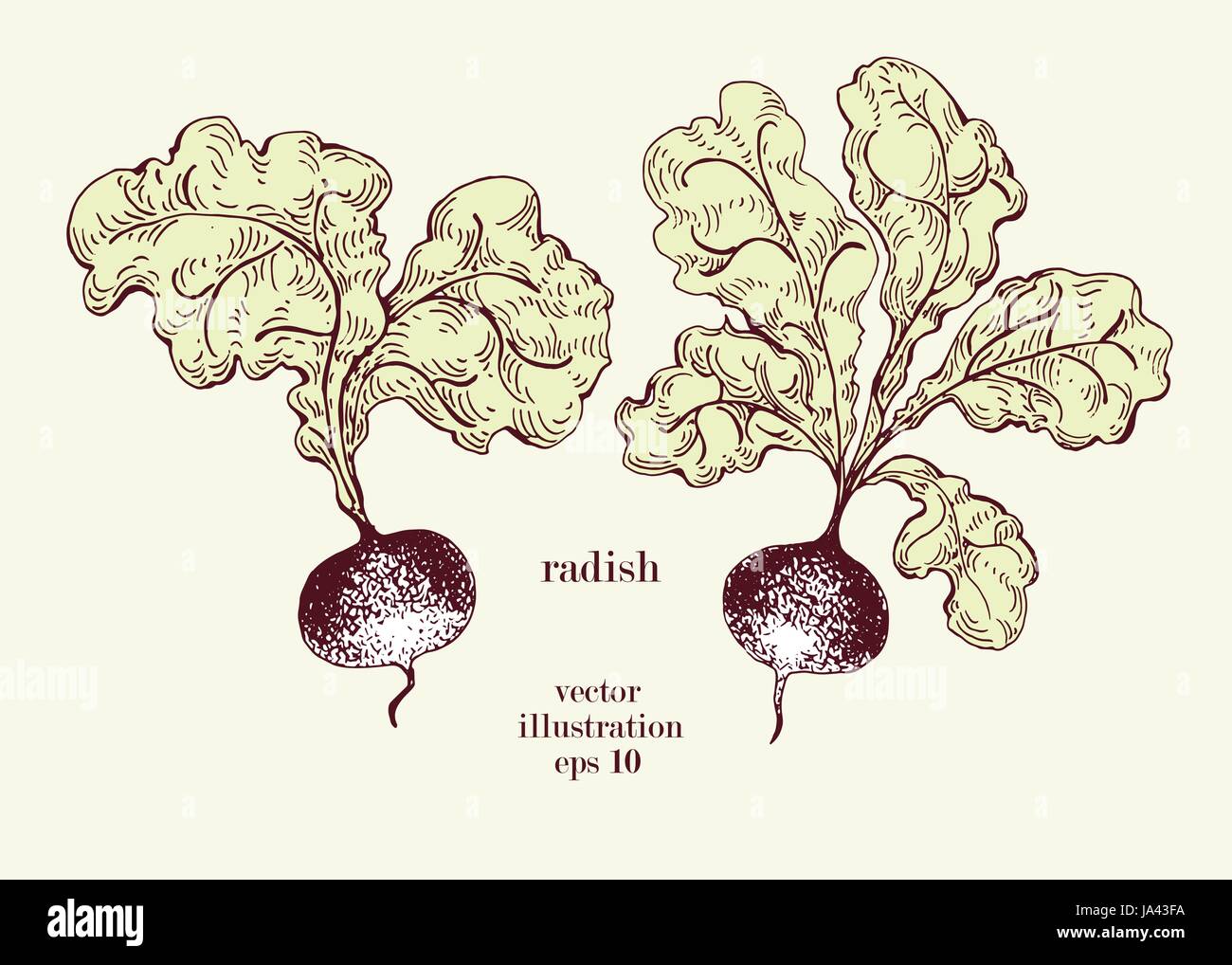 Radish hand drawn vector illustration set. Vintage Vegetable engraved ...
