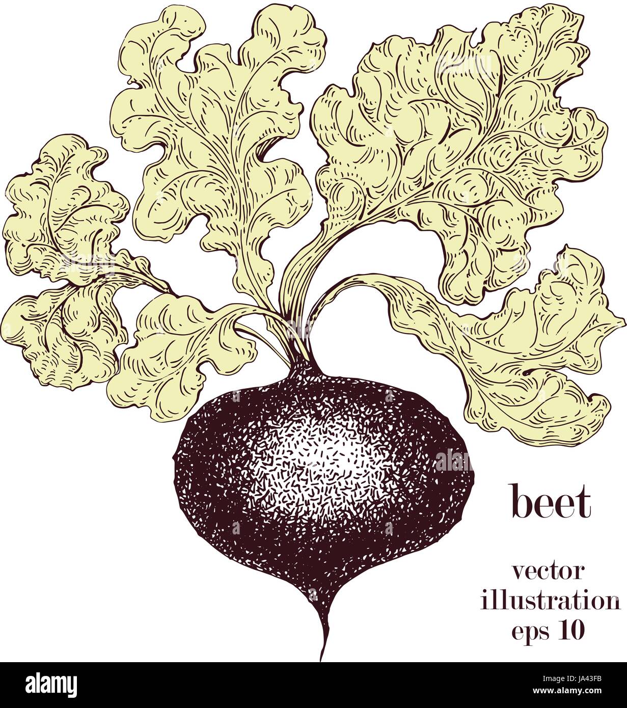 Beet, beetroot hand drawn vector illustration. Vintage Vegetable ...