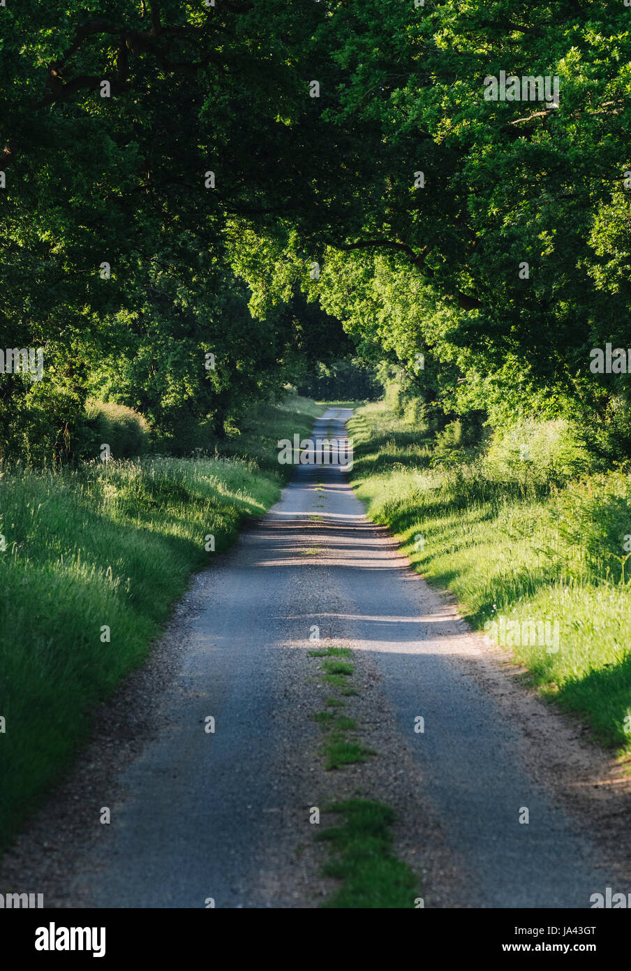 Narrow space green trees grass hi-res stock photography and images - Alamy