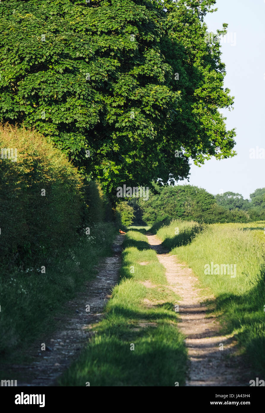 Access track under trees beside a field at sunset. Norfolk, UK Stock ...