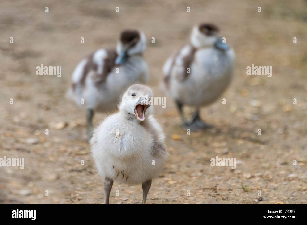 Bird yawn white hi-res stock photography and images - Alamy