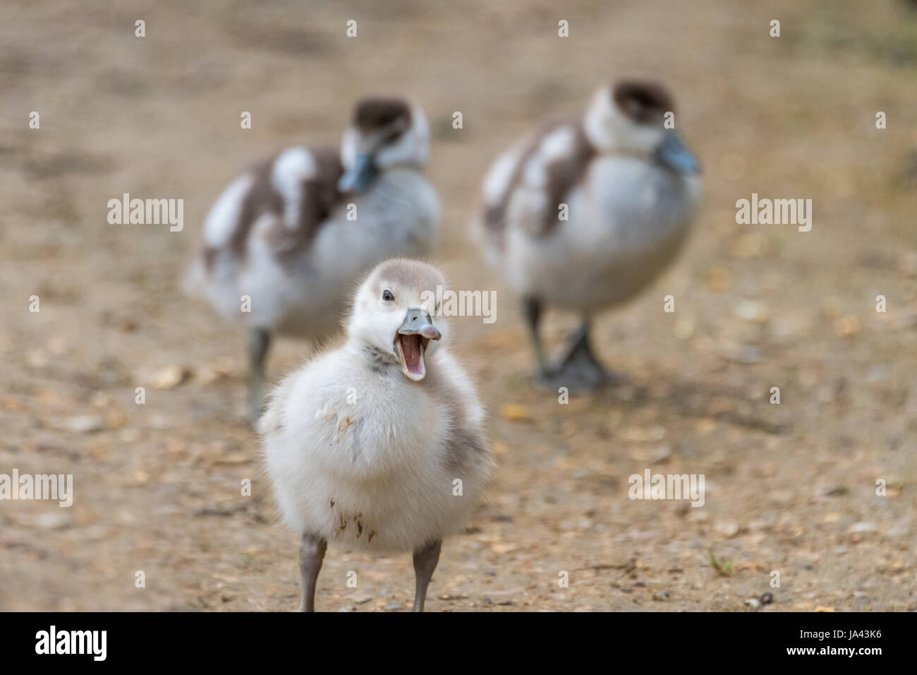 Egyptian Goose gosling yawning Stock Photo - Alamy