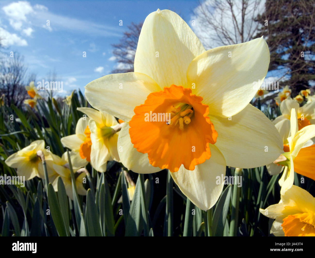 Perennial daffodil hi-res stock photography and images - Alamy