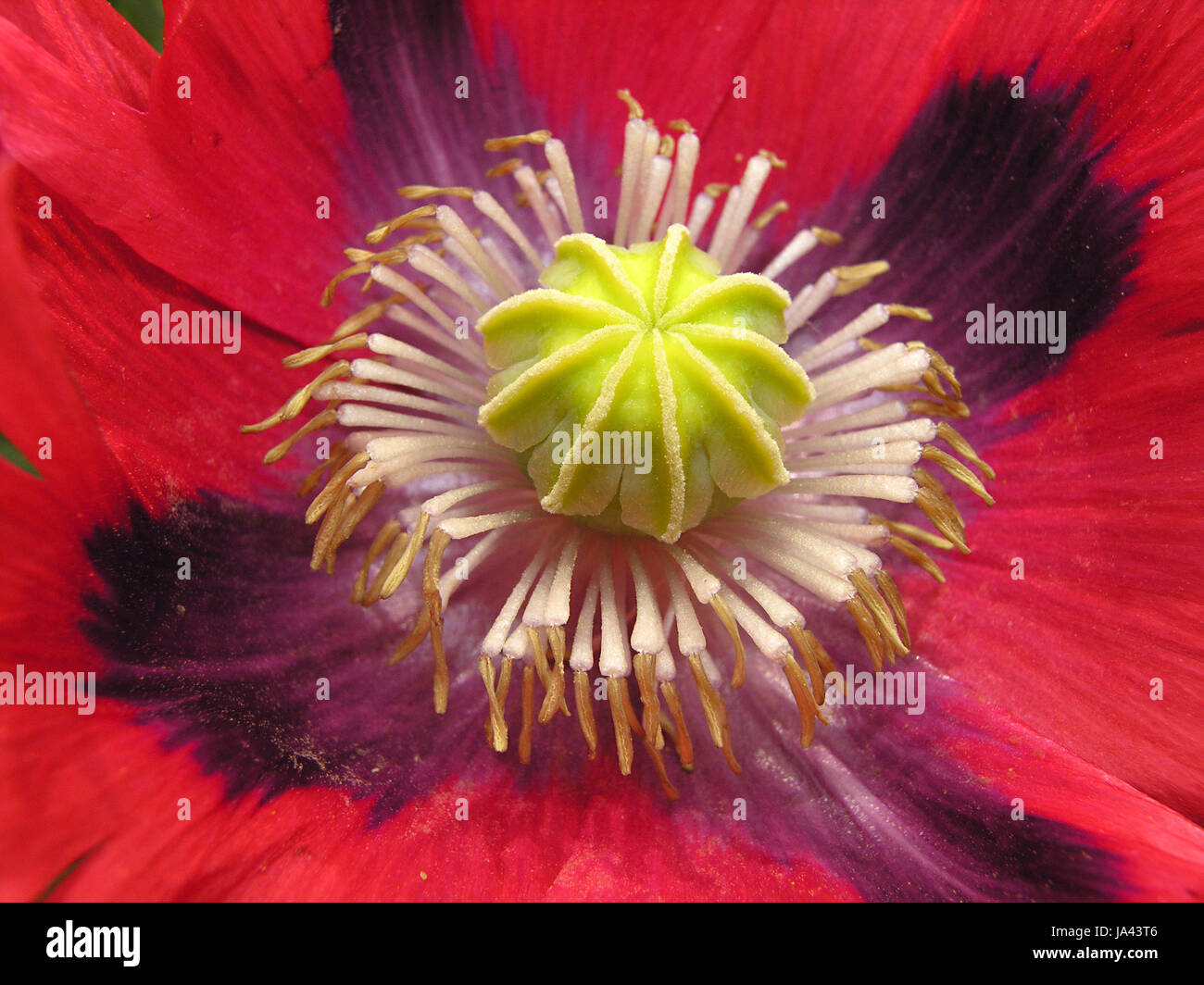 Poppy Stigma Stock Photos & Poppy Stigma Stock Images - Alamy