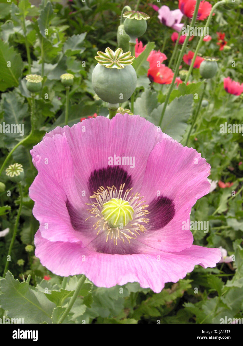 Poppy plants hi-res stock photography and images - Alamy