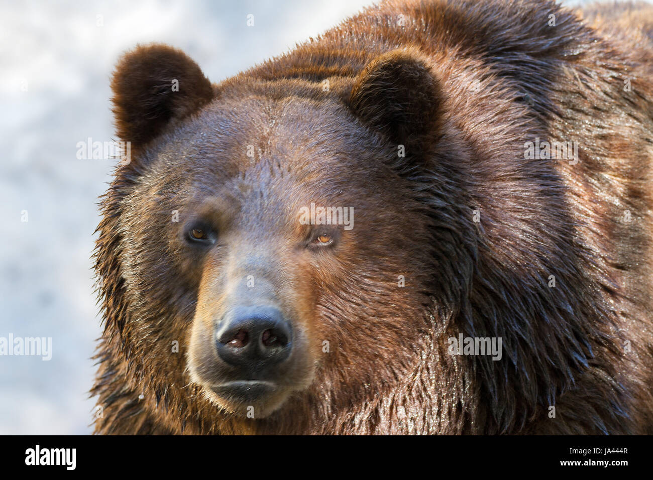 Predator zoology hi-res stock photography and images - Alamy