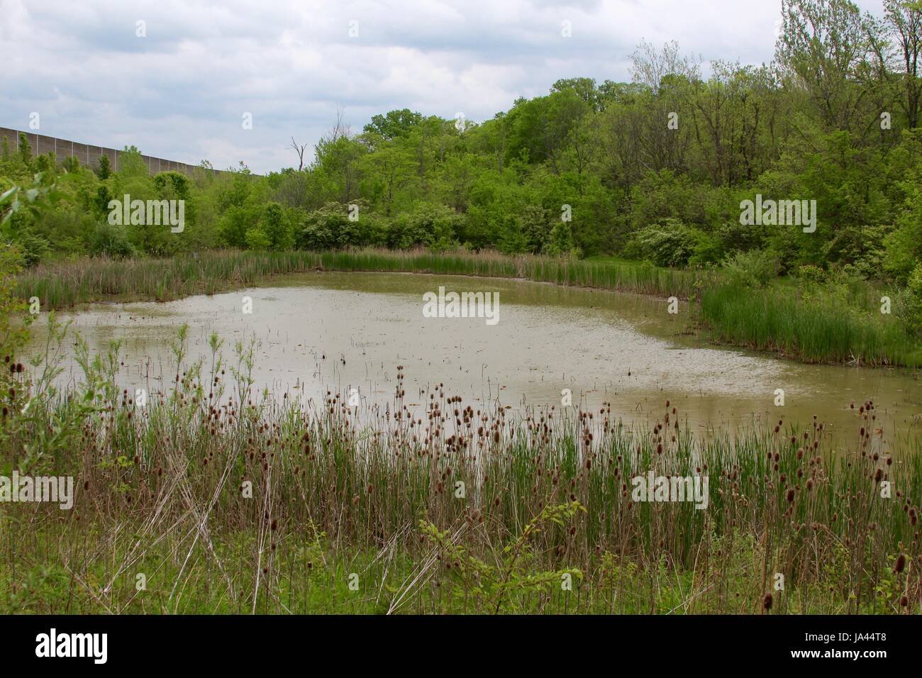 The nature scene at the park Stock Photo - Alamy