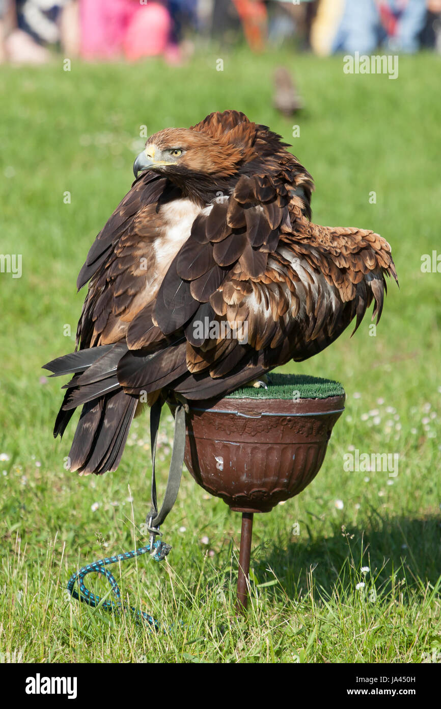 Portrait of eastern imperial eagle (Aquila heliaca Stock Photo - Alamy