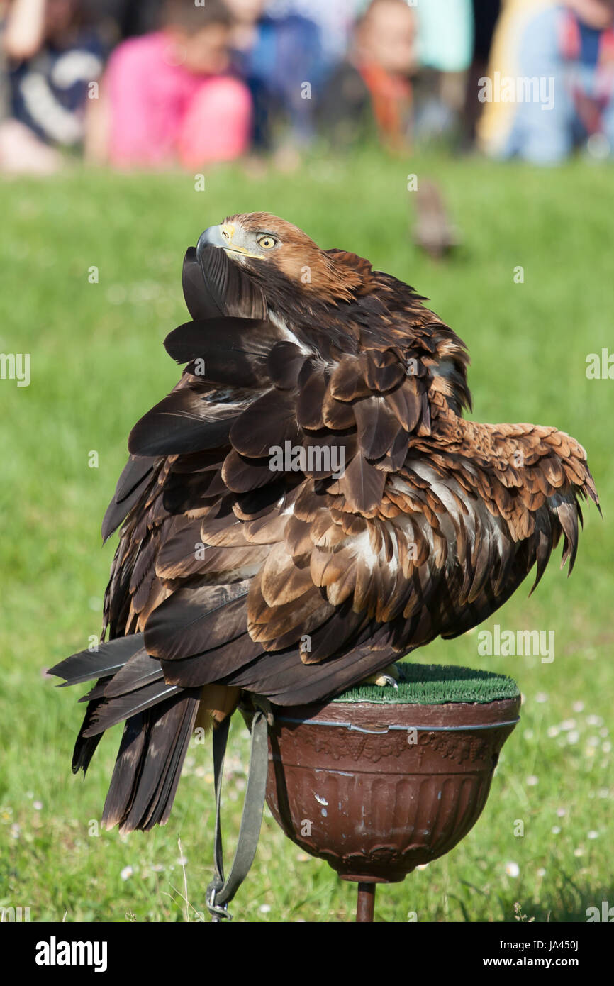 Portrait of eastern imperial eagle (Aquila heliaca Stock Photo - Alamy