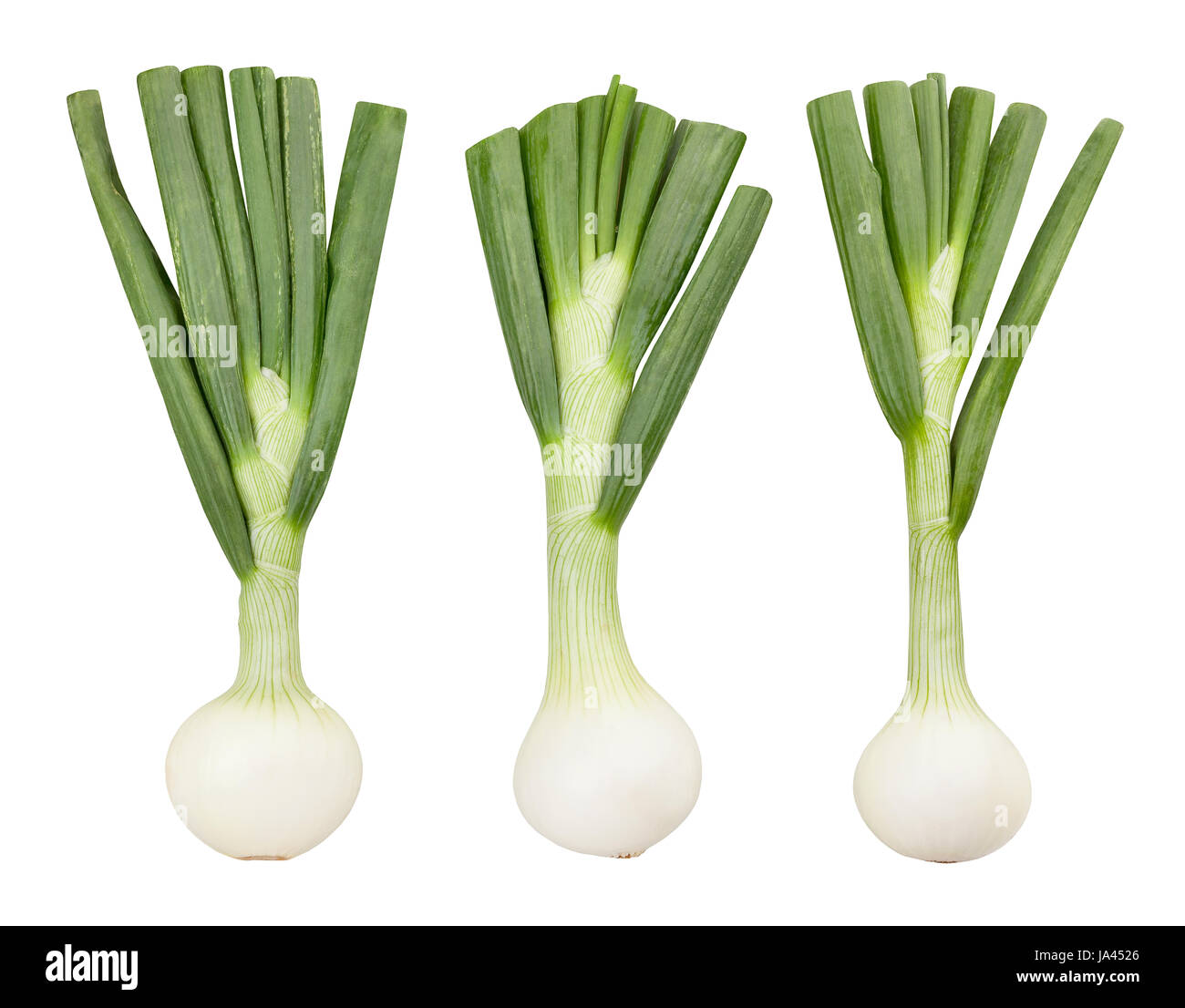white onions isolated Stock Photo - Alamy