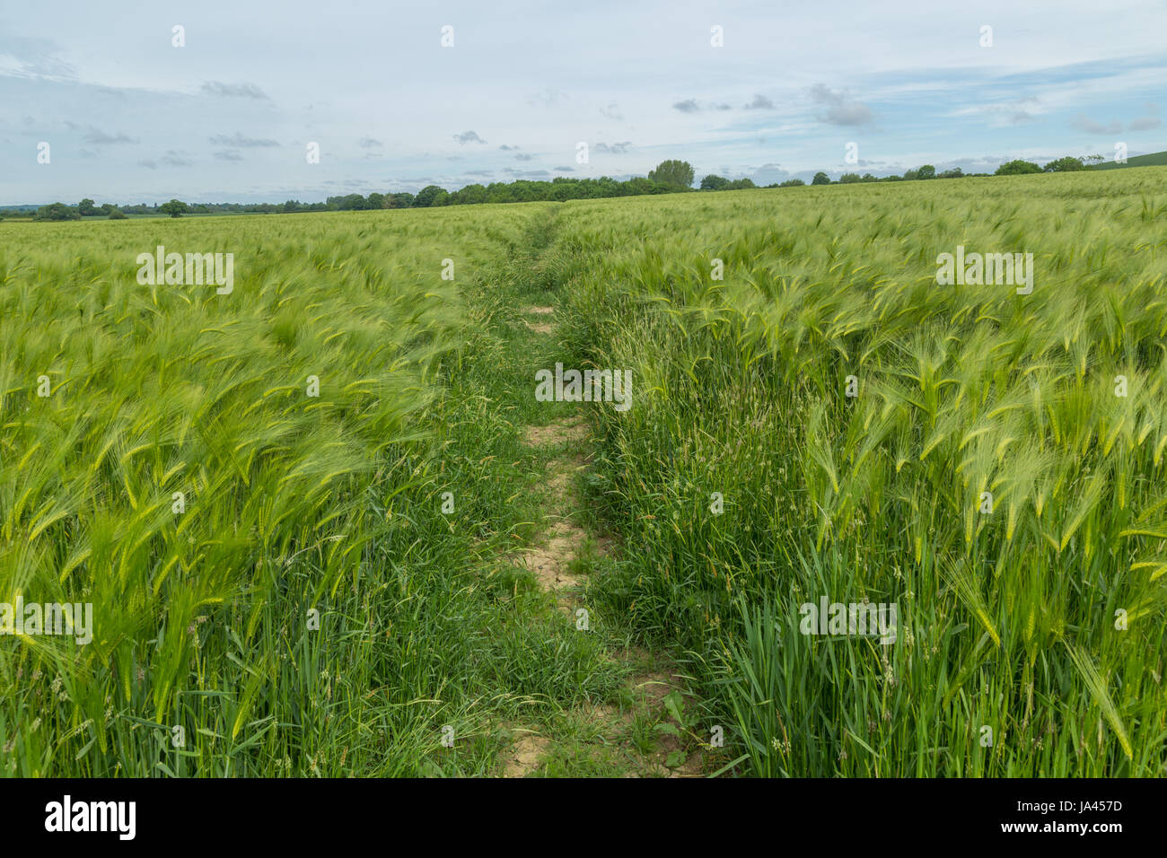 A field of barley growing in springtime with a path or trail cutting ...
