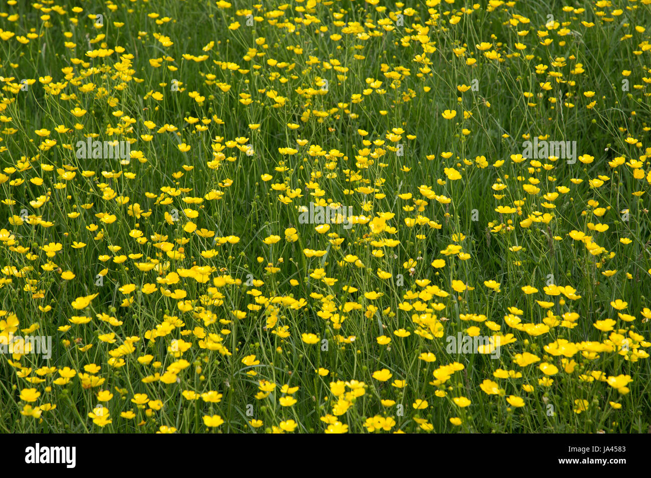 Field of buttercups hi-res stock photography and images - Alamy