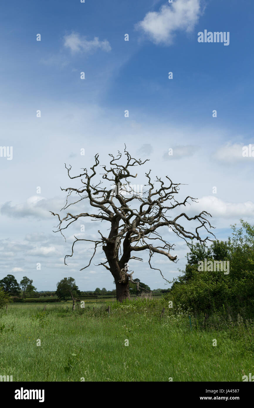 A single old dead tree in a green field with a blue sky and wispy white ...