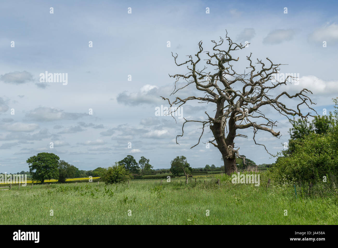 A single old dead tree in a green field with a blue sky and wispy white ...