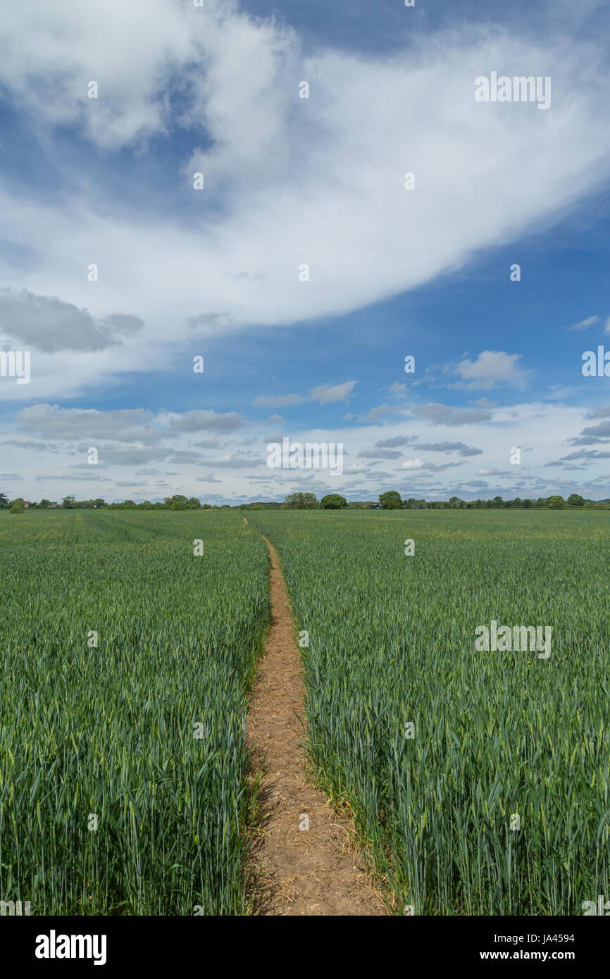 A trail or path running through a field of growing crops with a blue ...