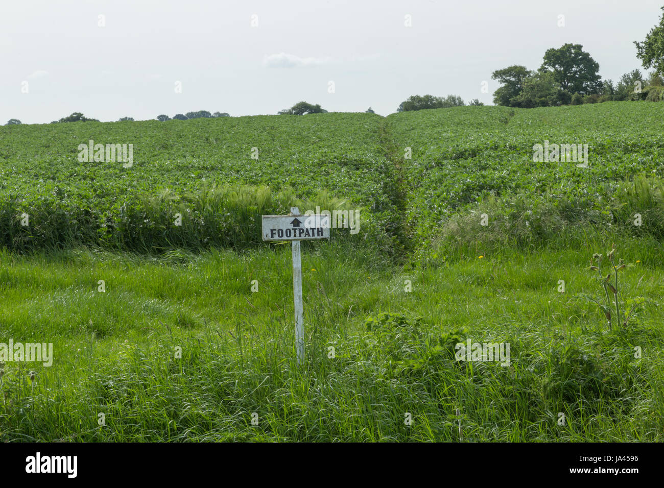 A uinique white footpath sign in a green field with a footpath or trail ...