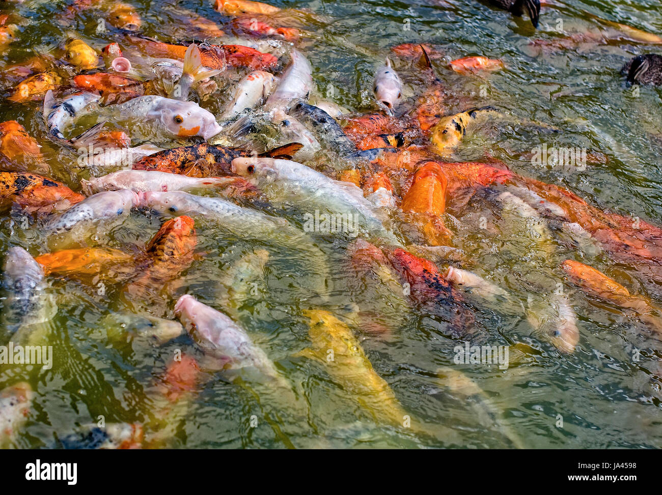 Australian koi carp hi-res stock photography and images - Alamy