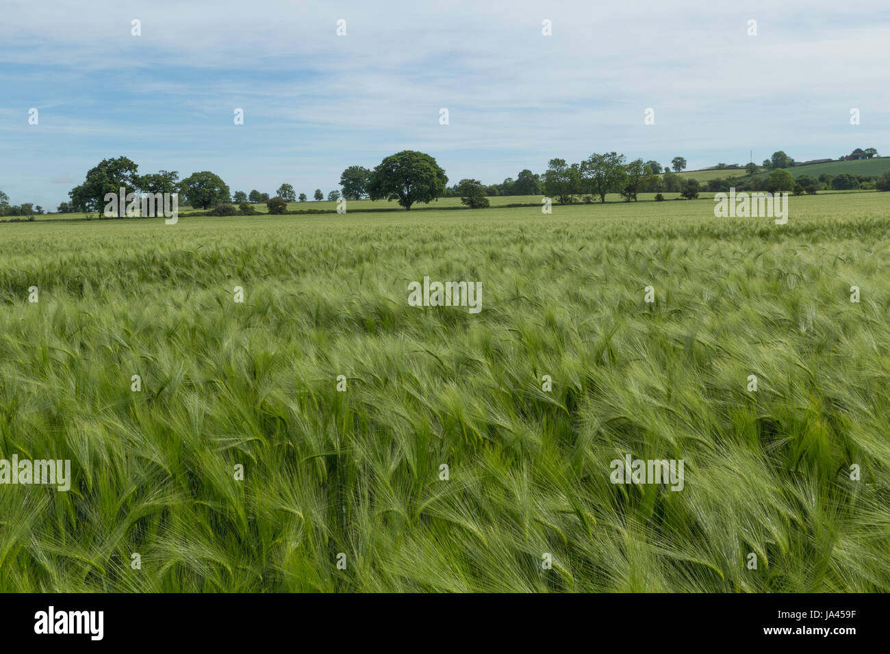 A field of barley growing in springtime. There are trees on the horizon ...