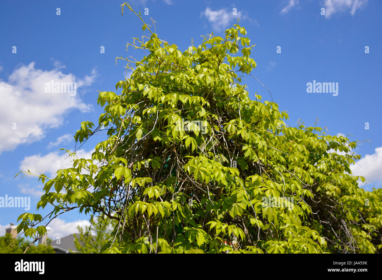 The ivy tree in the park Stock Photo - Alamy