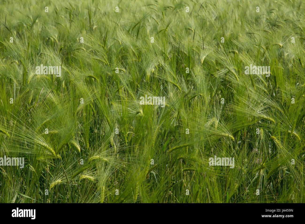 A closeup of a field of barley growing in a field in spring Stock Photo ...