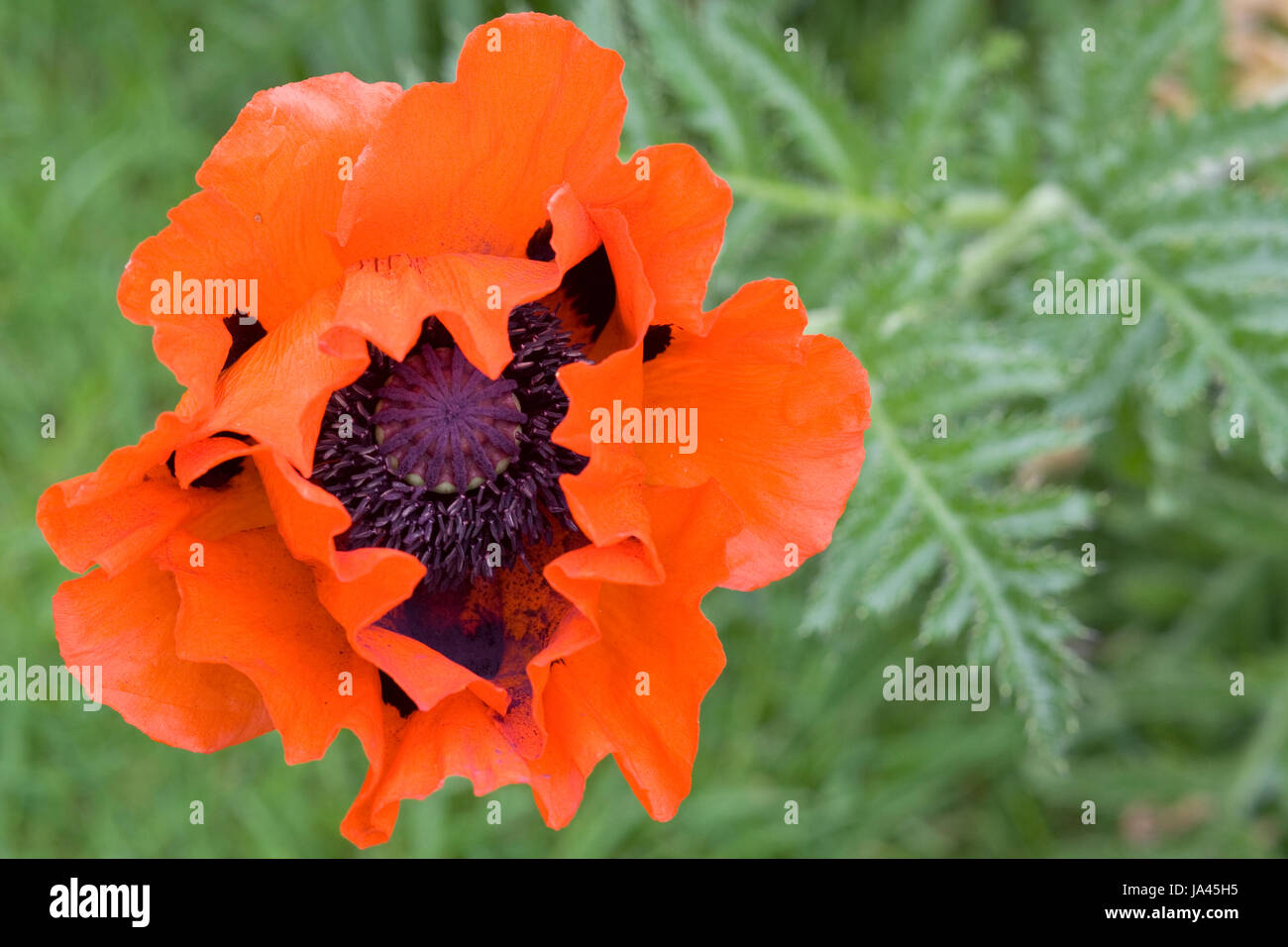 Giant blood-red poppy in a garden Stock Photo - Alamy