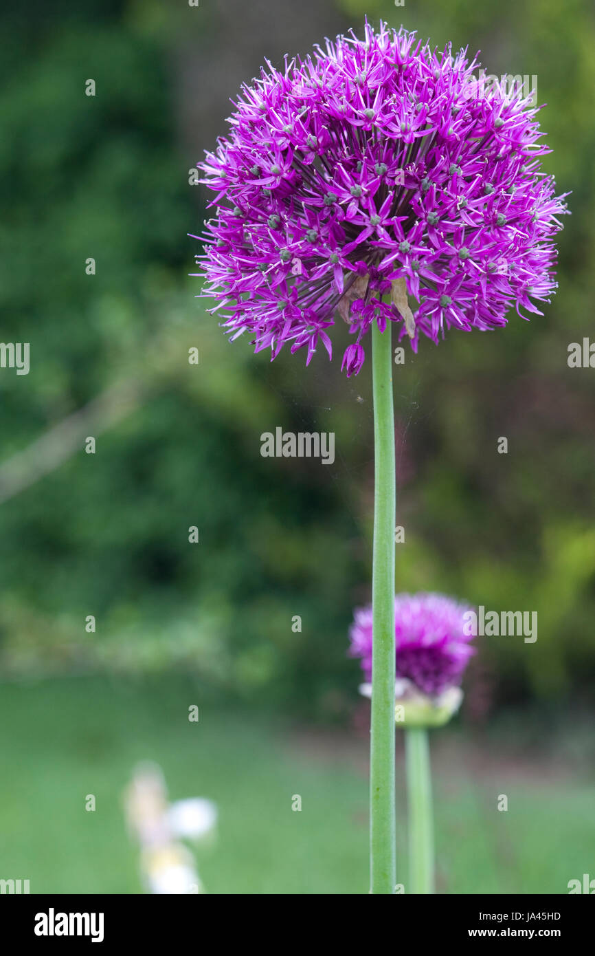 Sensation flower hi-res stock photography and images - Alamy