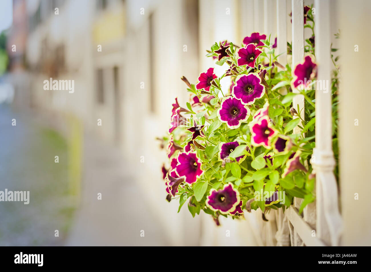 Beautiful flowers growing in a window garden Stock Photo - Alamy