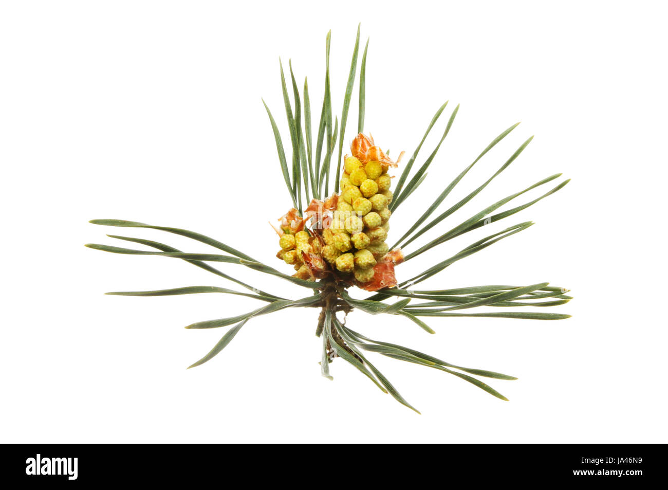 Conifer flower and pine needles isolated against white Stock Photo - Alamy