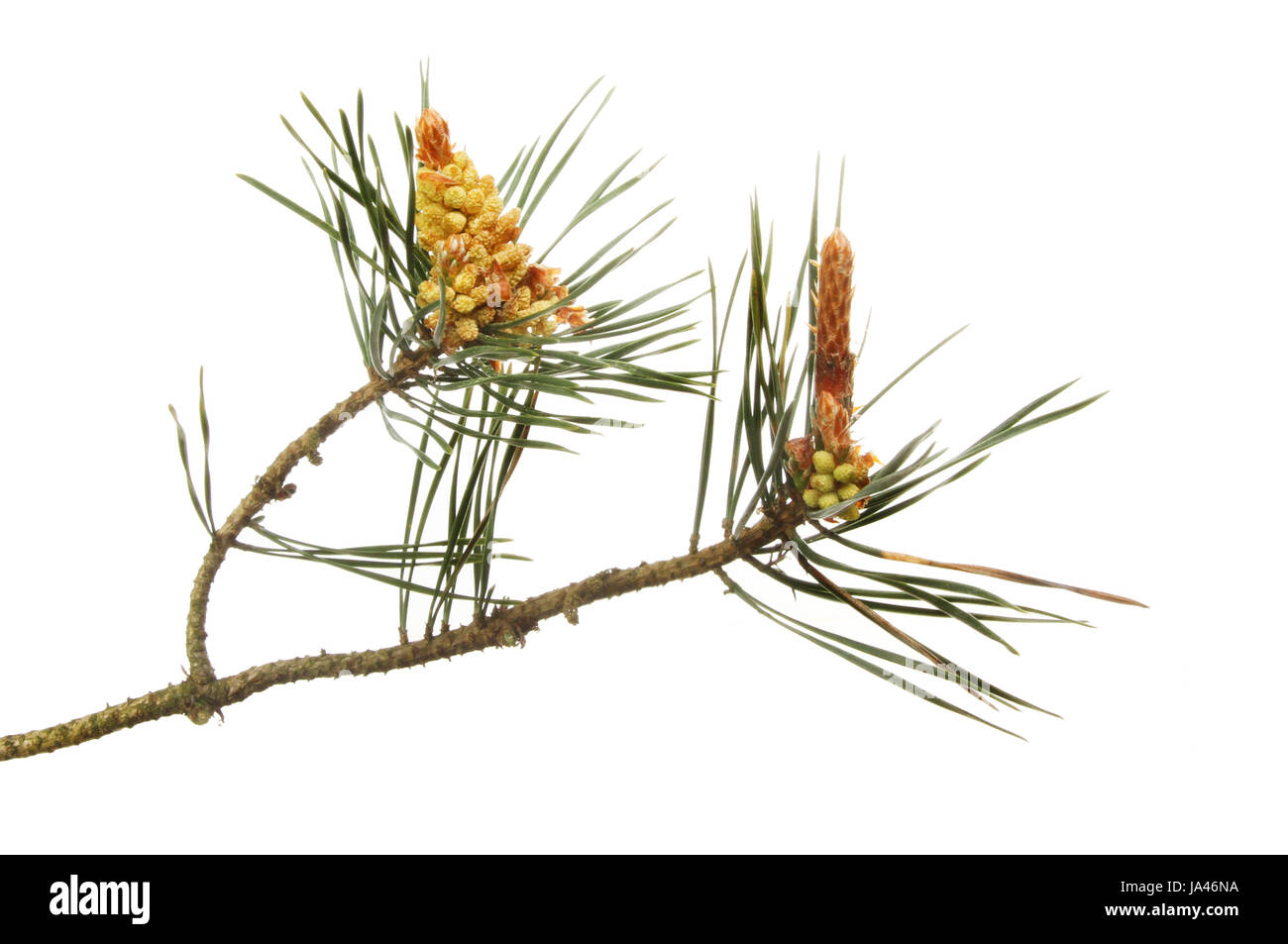 Conifer flowers hi-res stock photography and images - Alamy